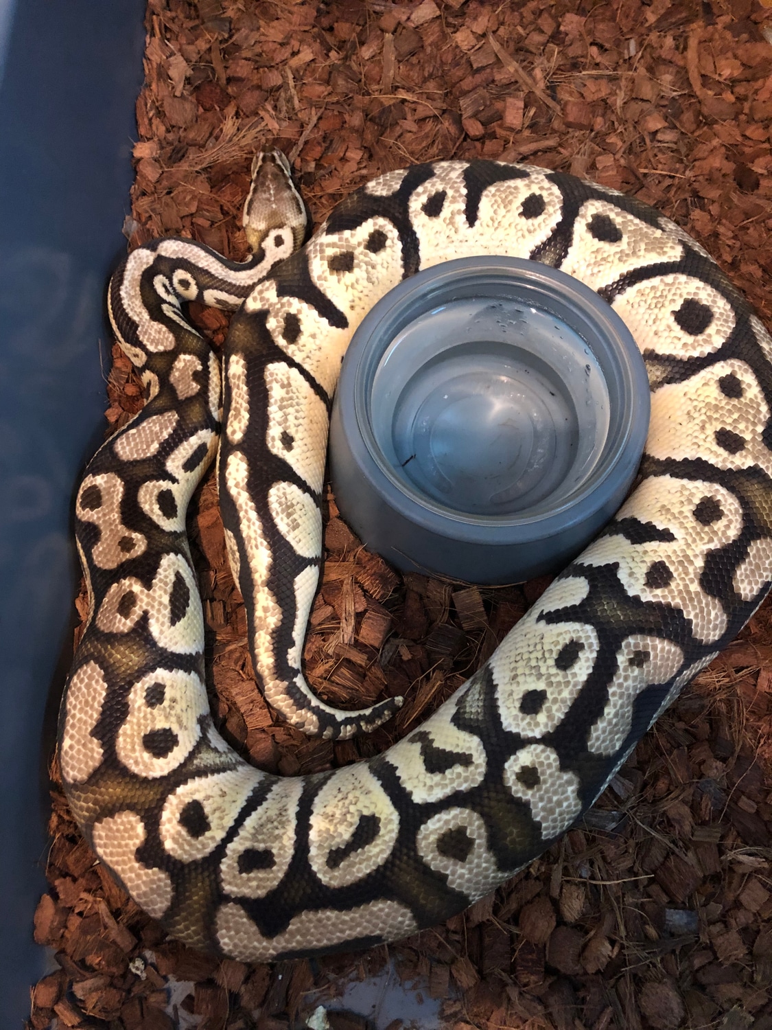 Firefly Het Clown Ball Python by Alpha Herps - MorphMarket