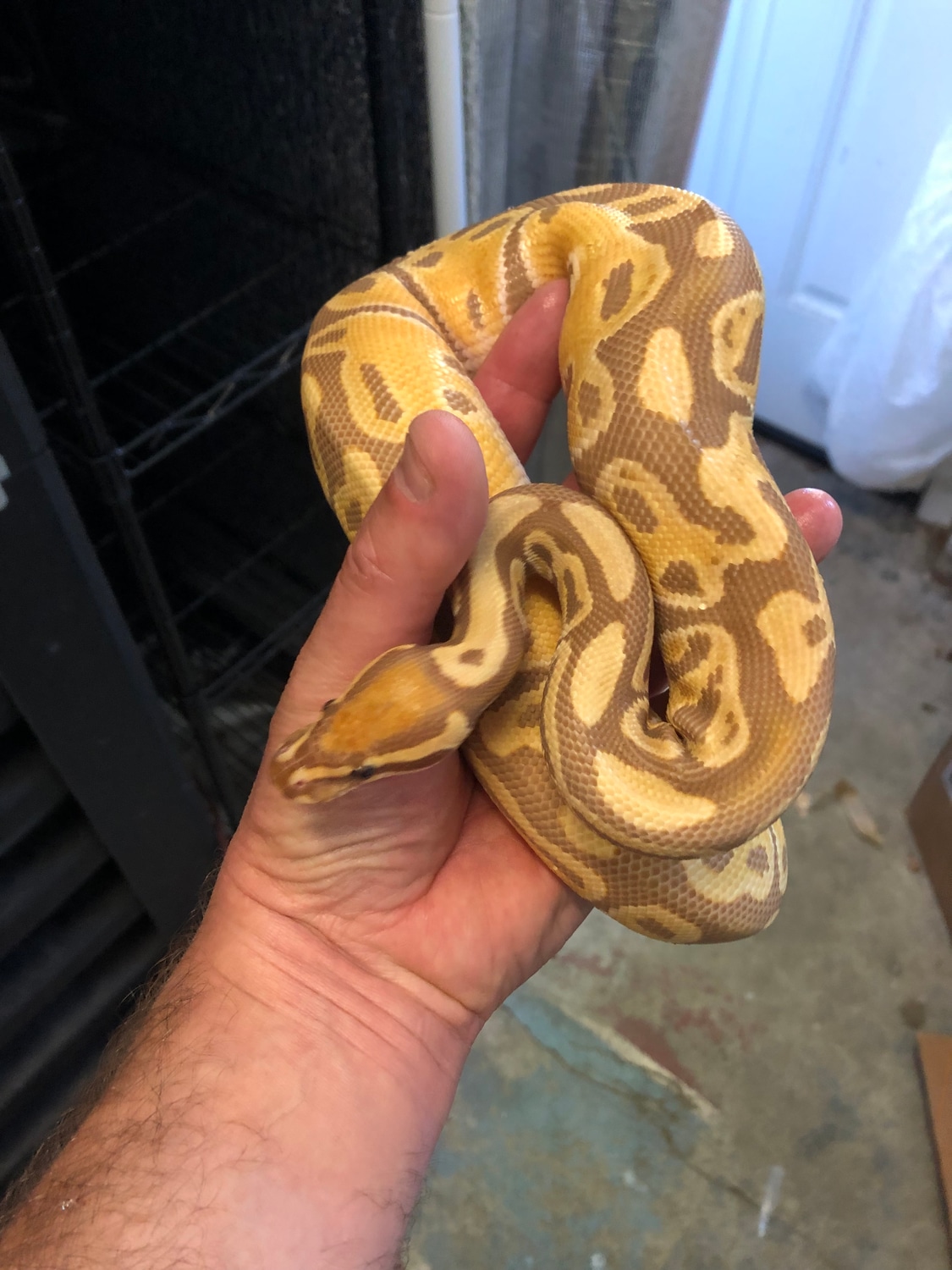 OD Ultramel Ball Python by Alpha Herps - MorphMarket