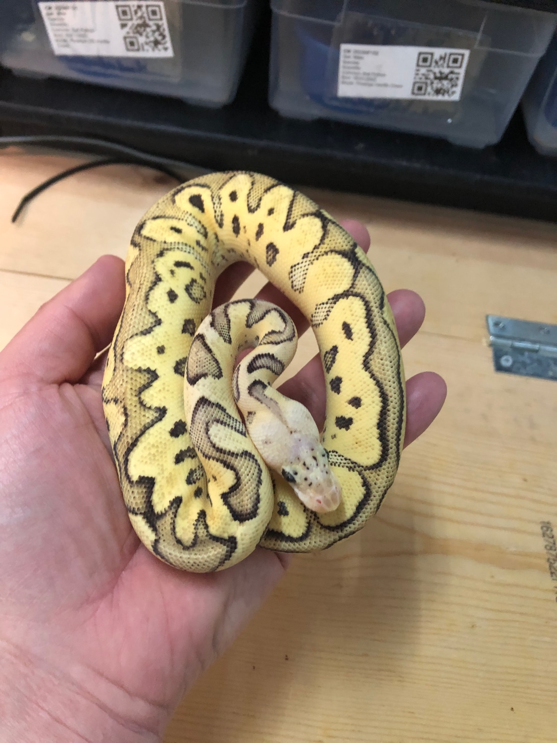 OD Pastel Fire/Vanilla Clown Ball Python by Alpha Herps - MorphMarket