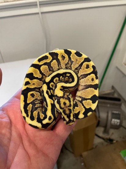 Fire Spotnose Yellow Belly Enchi Het Clown Ball Python by Alpha Herps