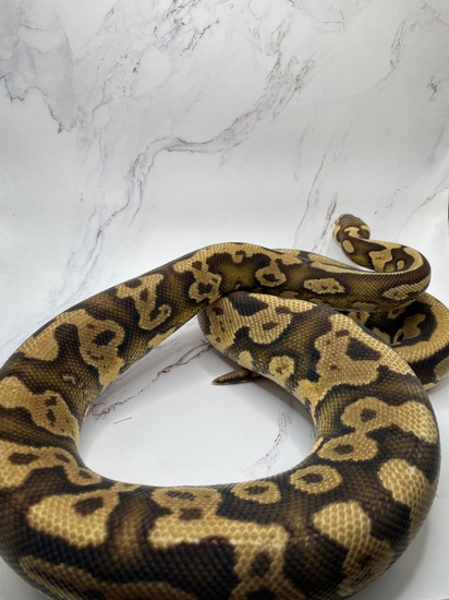 Acid Pastel Yellow Belly Ball Python by Alpha Piethons