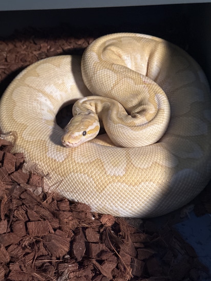 Banana Bamboo Ball Python by Alpha Piethons
