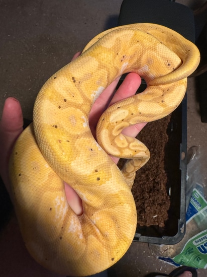 Sugar Lips Ball Python by Alpha Piethons