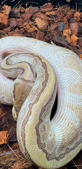 Enchi Lesser Fire Ball Python by Alpha Piethons
