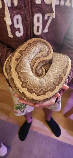 Pinstripe Lesser Proven Breeder Ball Python by Alpha Zulu Reptiles