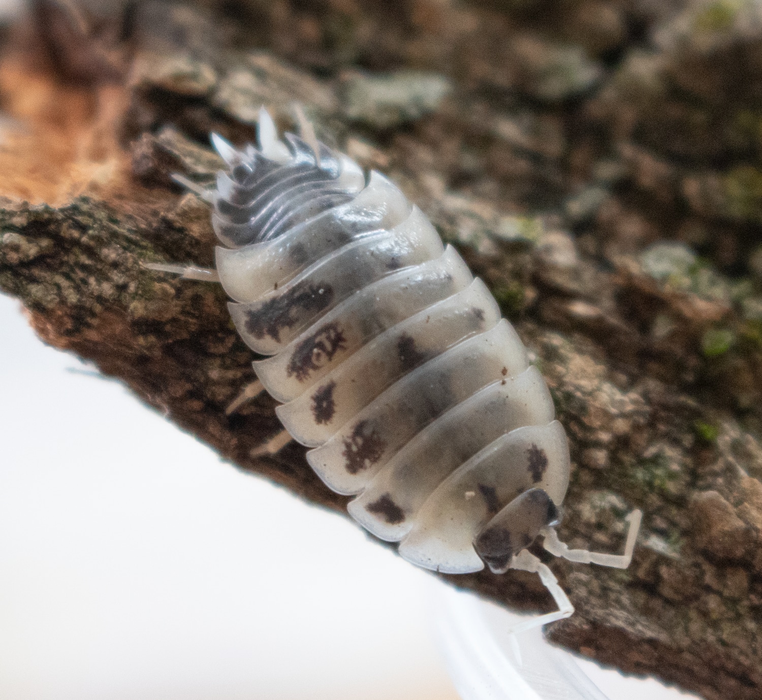 Porcellio Laevis 'Dairy Cow' (15 Count) Isopod by Reptilian Overlords ...