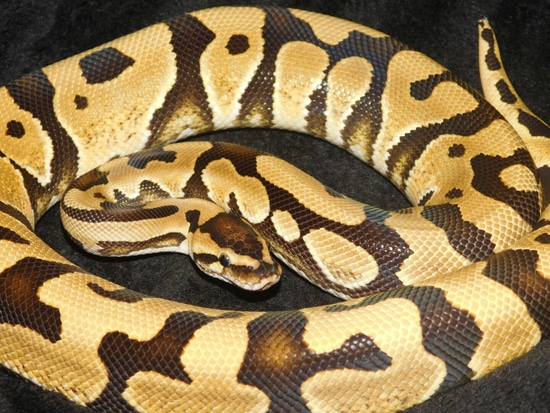 Desert Ball Python by Tumlin Exotics