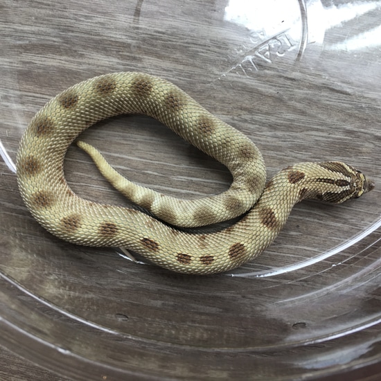 Green Anaconda Het. Albino Western Hognose by Constrictor Source
