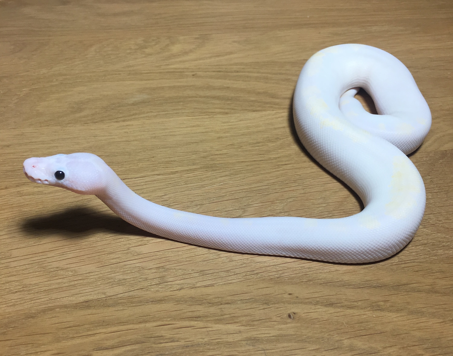 Super Fire Ball Python by Constrictor Source - MorphMarket