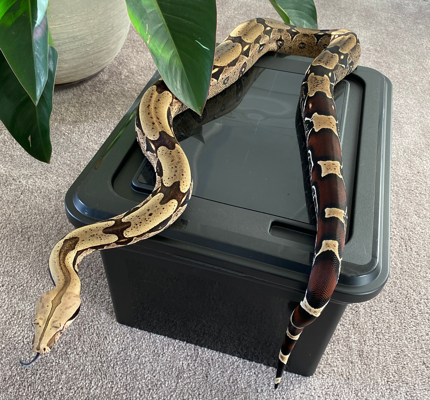 Suriname True Red-tailed Boa Constrictor by Constrictor Source ...