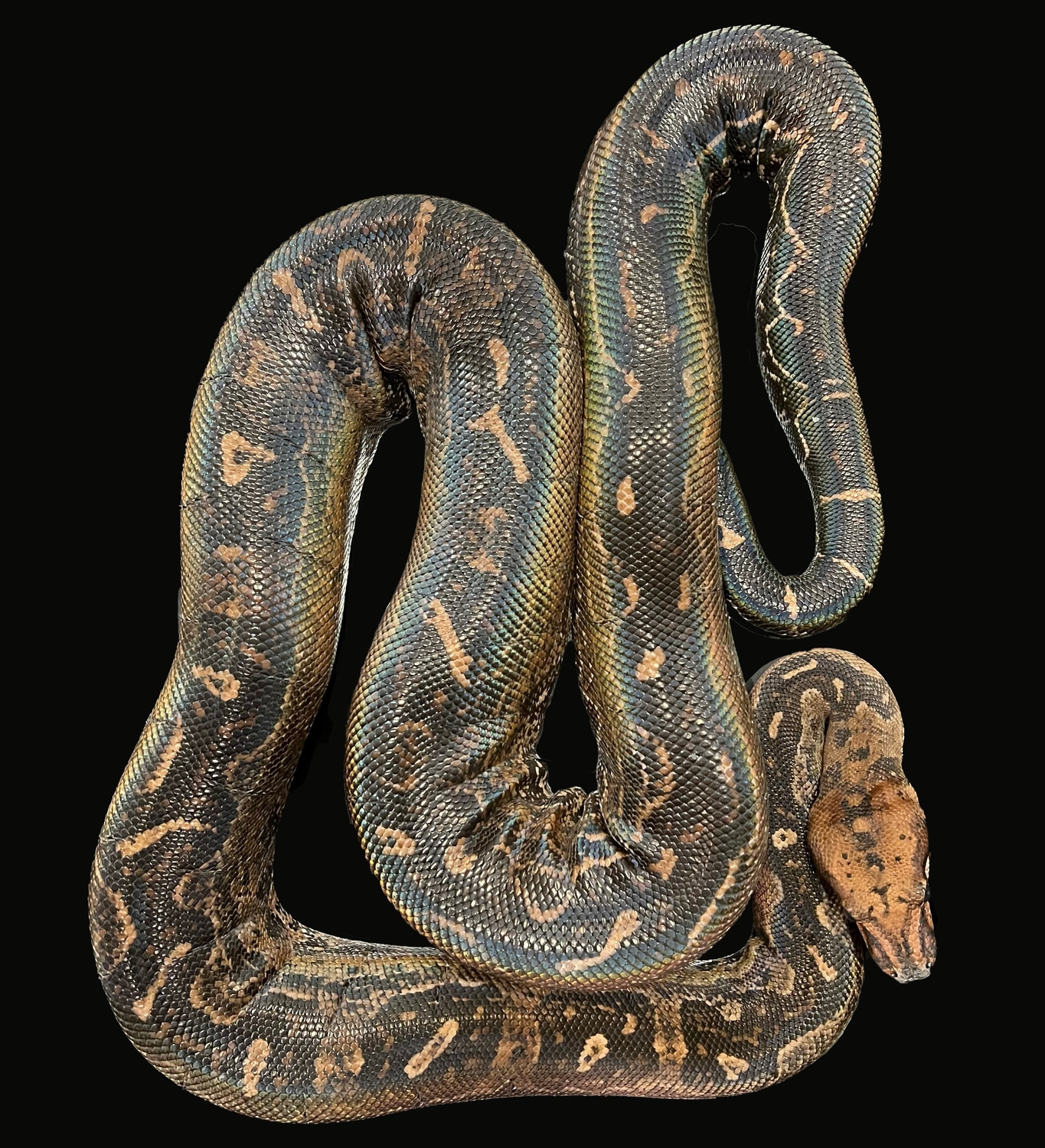 Sonoran Leopard Boa Constrictor by Constrictor Source - MorphMarket