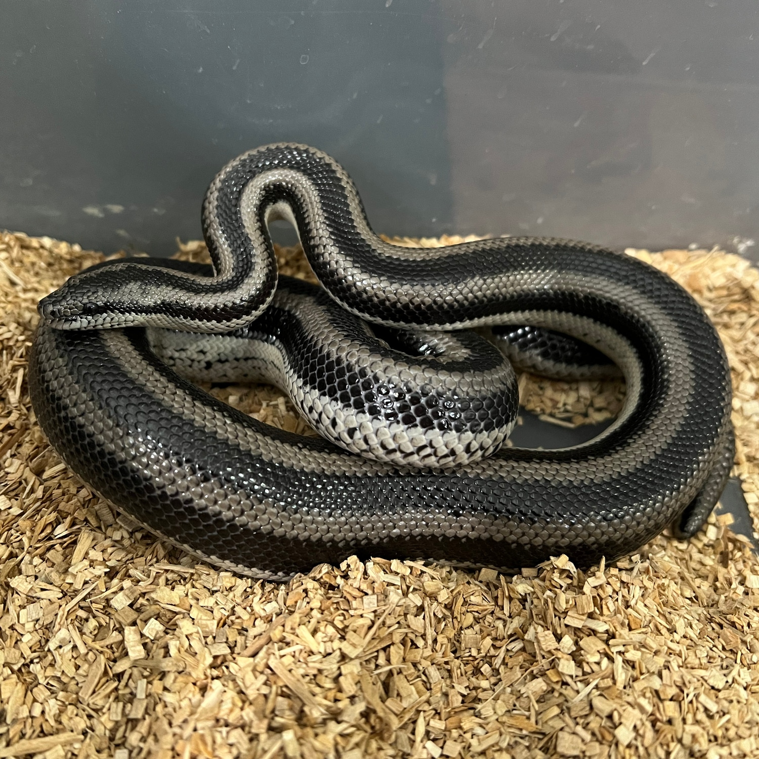 Melanistic Bay Of LA Rosy Boa by Constrictor Source - MorphMarket