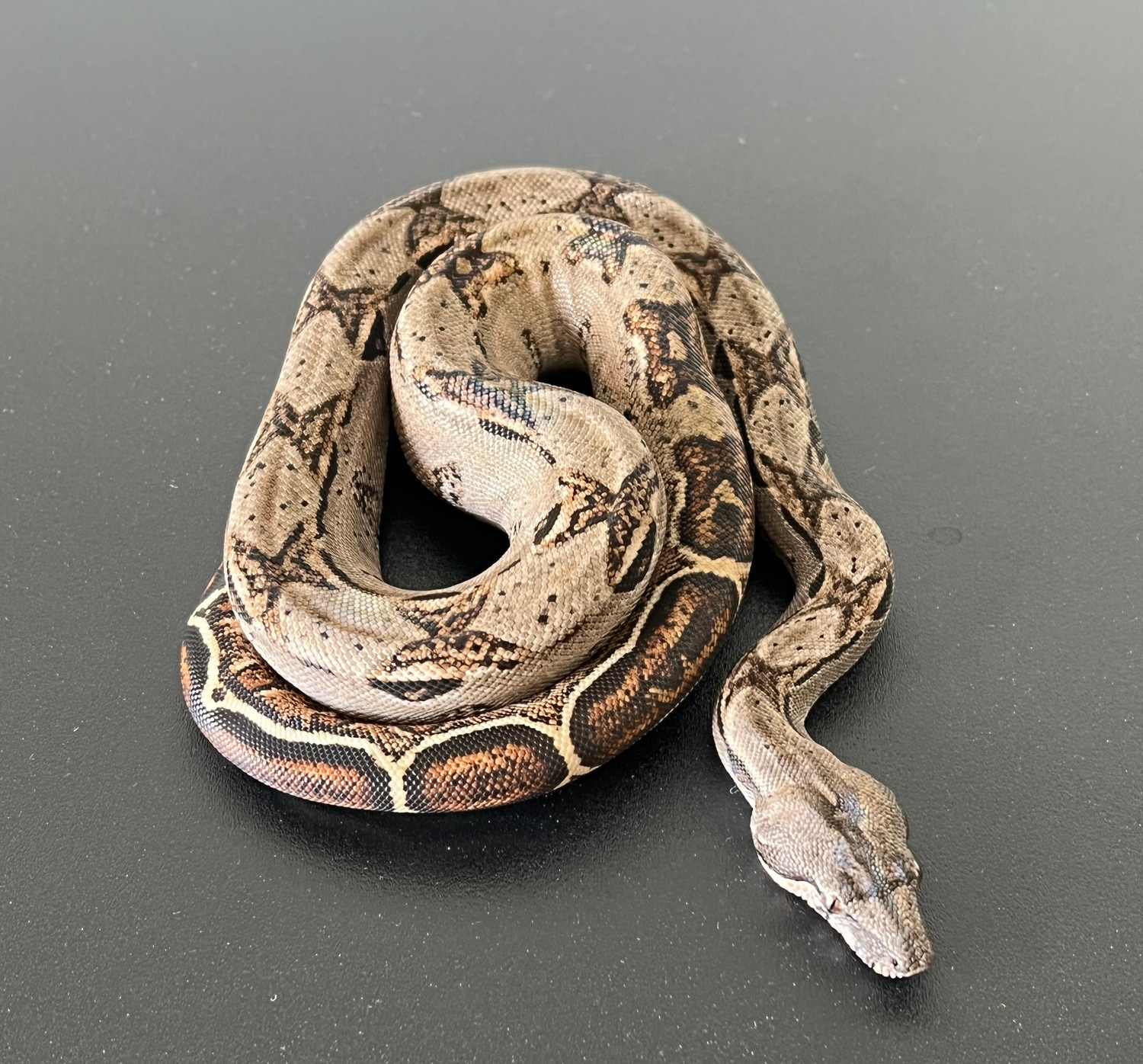 Boa Constrictor by Constrictor Source - MorphMarket