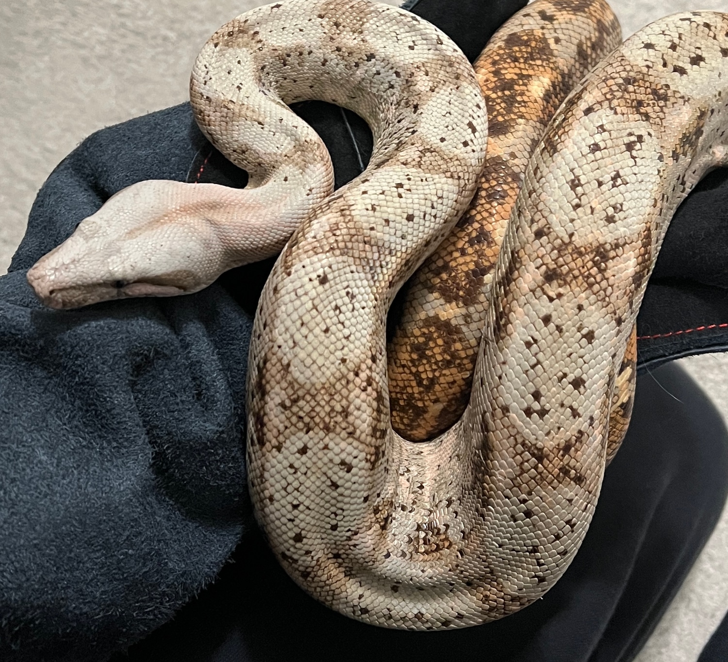 Pure Hog Island Boa Boa Constrictor by Constrictor Source - MorphMarket