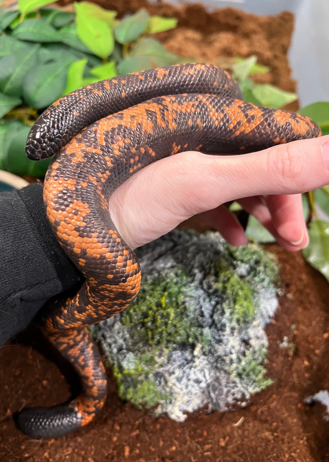 Calabar Ground Boa by Constrictor Source - MorphMarket