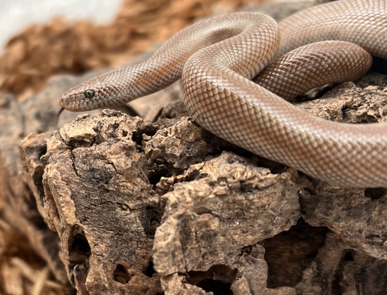 0.1 Colonet Rosy Boa by Constrictor Source