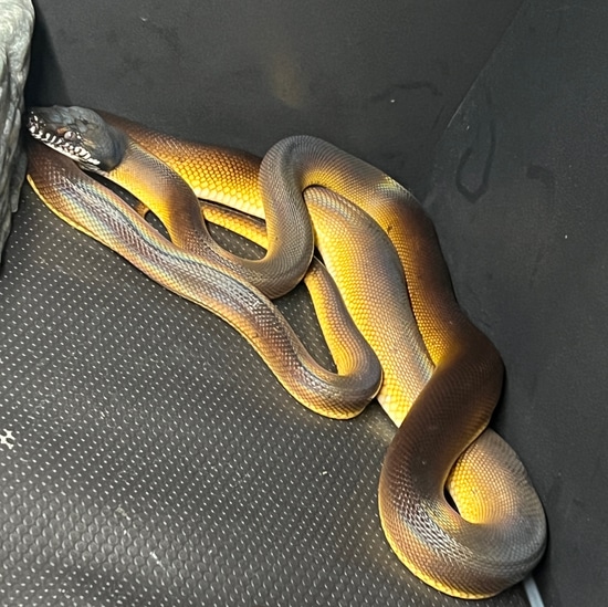 Northern White-Lipped Python by Constrictor Source