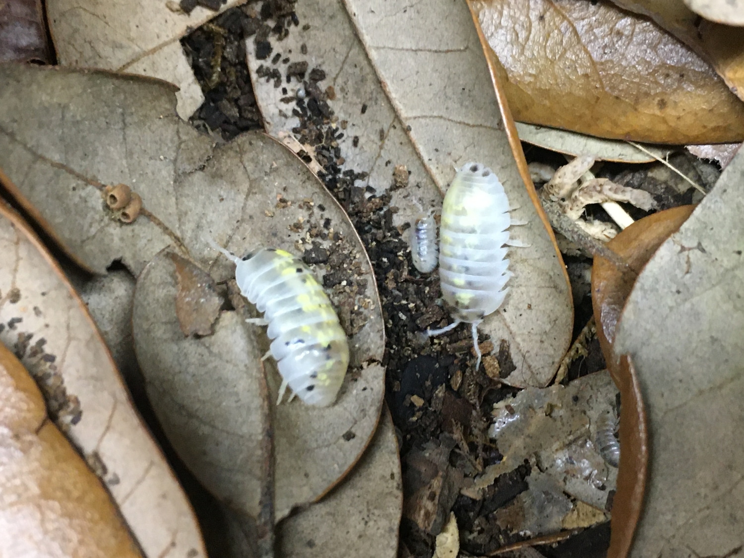 Japanese Line Magic Potions Isopod by Buggin’ Out - MorphMarket