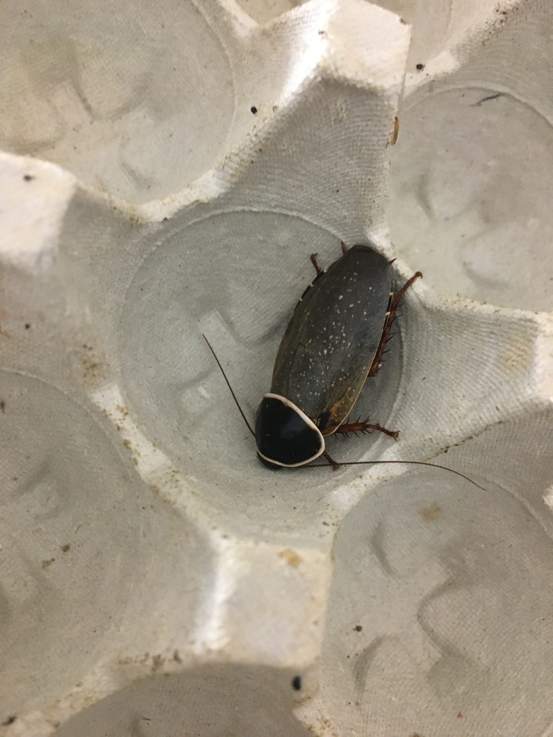 Simandoa Conserfariam - Extinct In The Wild Roach More Invertebrate by ...