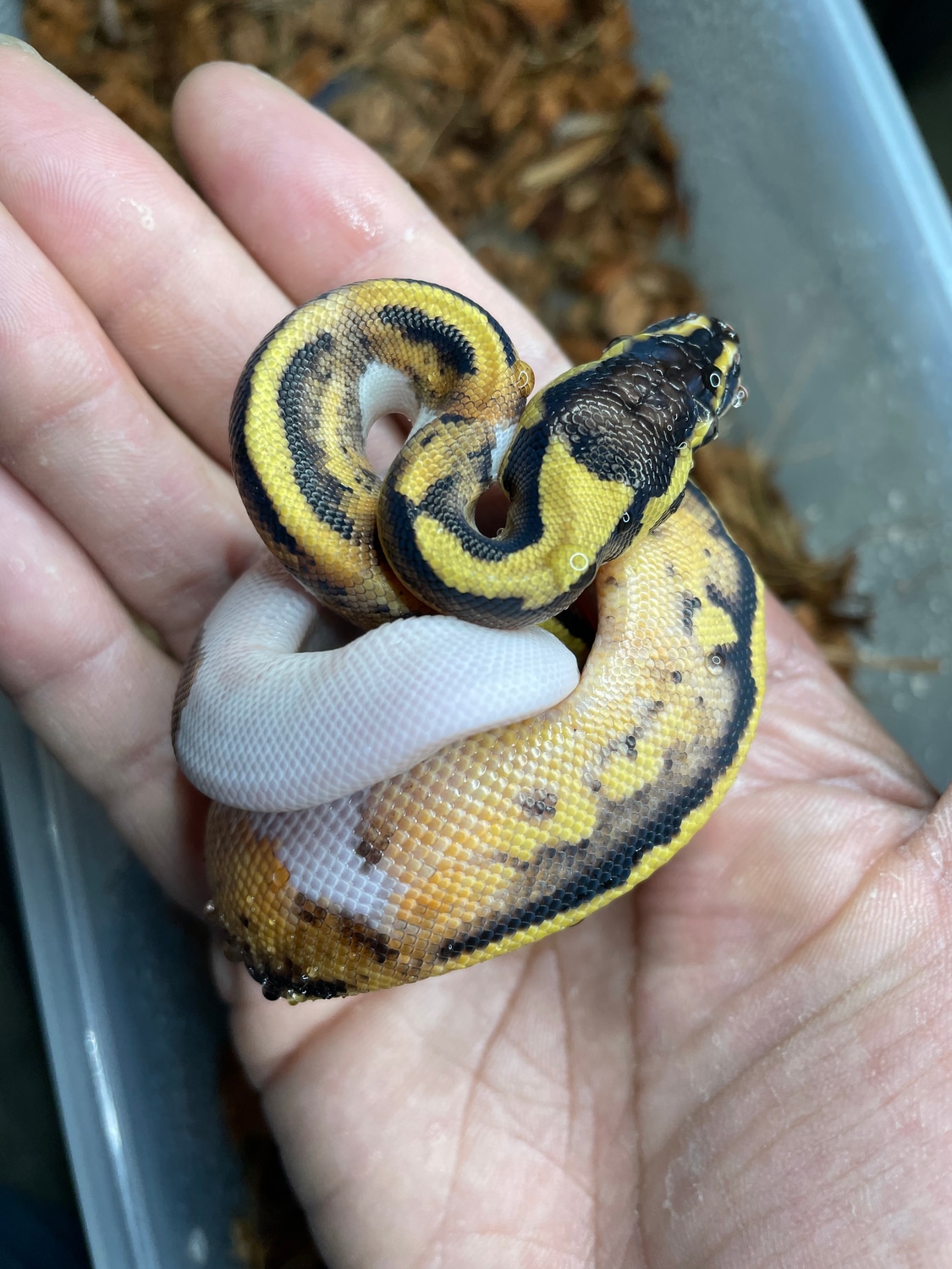 Super Pastel Pied Ball Python by Gianni’s Jungle - MorphMarket