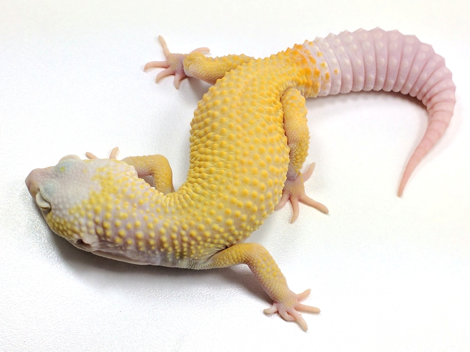 Sunrise Blizzard Leopard Gecko by Alexander Lizards & eXotic Reptiles ...
