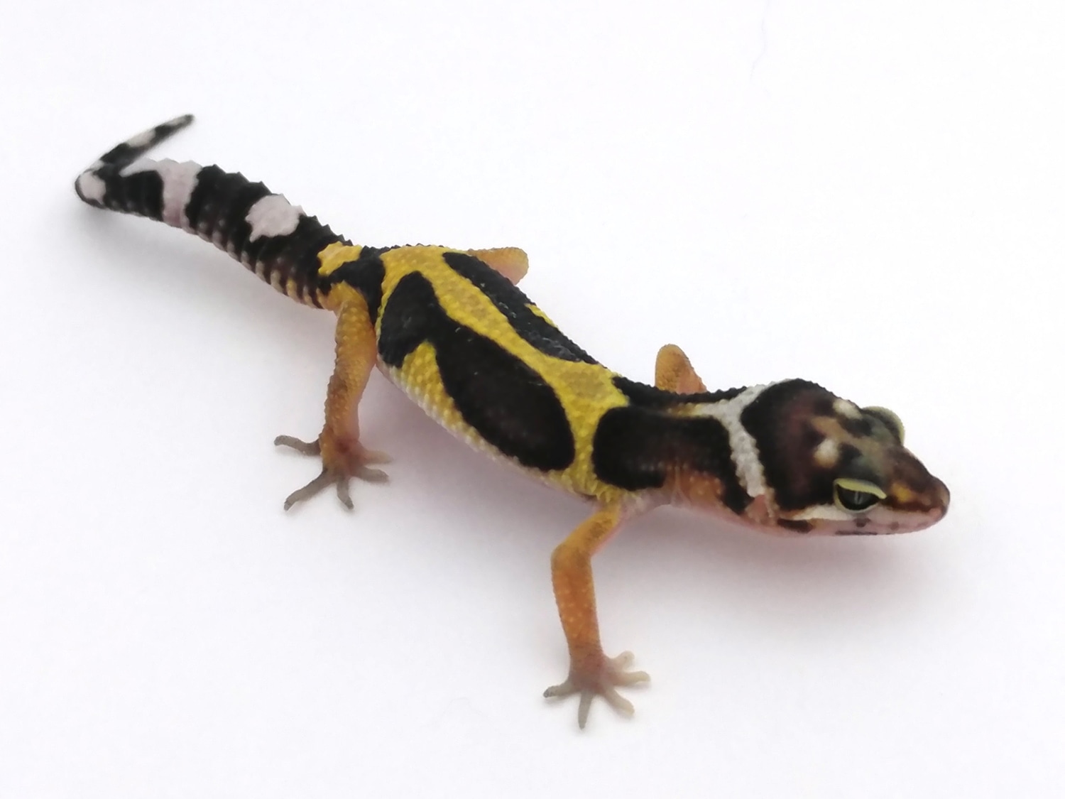 TSF Bold Stripe Bandit Leopard Gecko by Alexander Lizards & eXotic ...