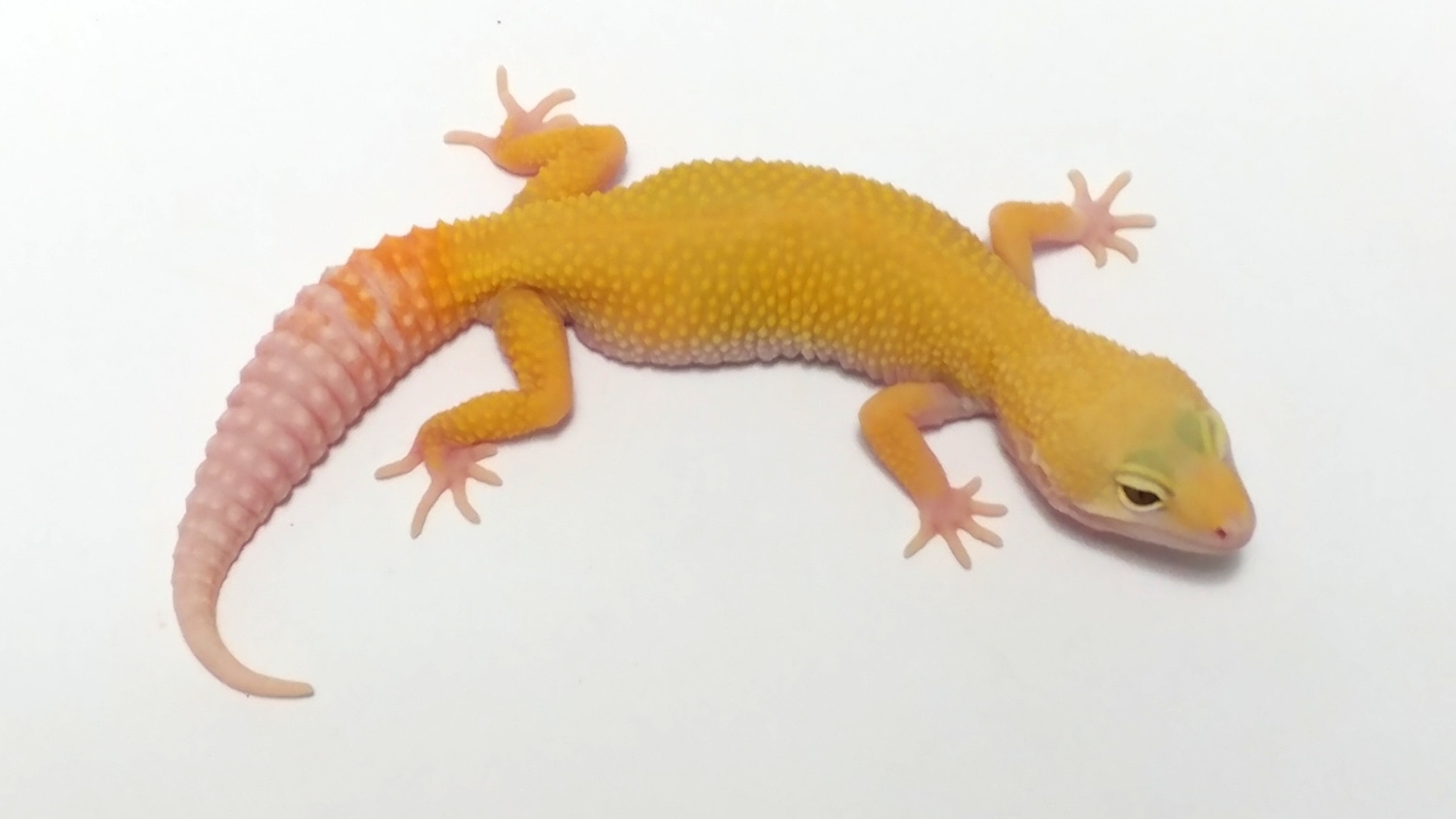 Murphy Patternless Rainwater Het Eclipse Leopard Gecko by Alexander ...