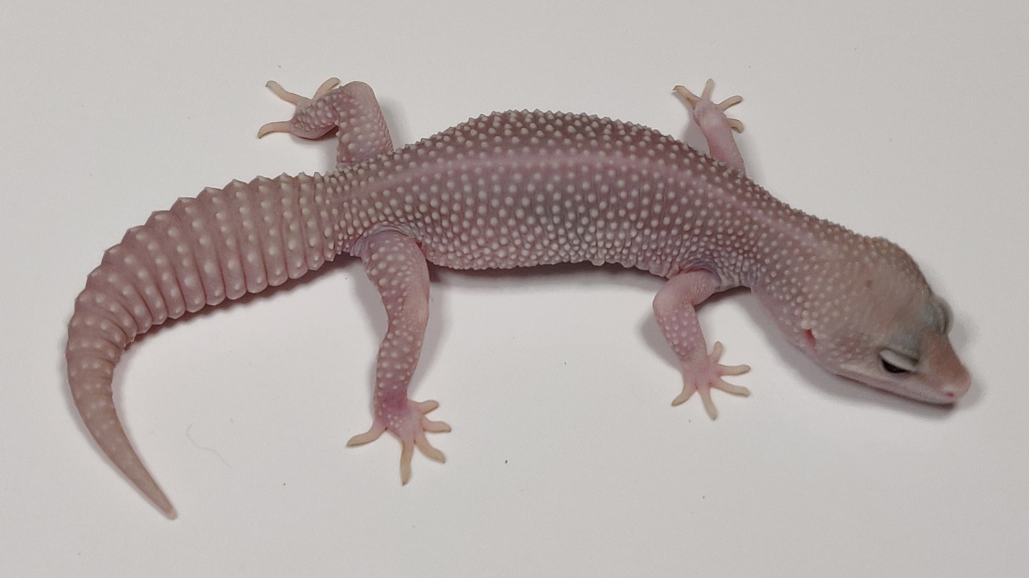 Super Snow, Murphy Patternless, Eclipse, PH/Rainwater Leopard Gecko by ...