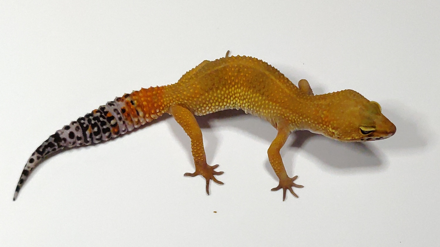 Tangerine Het Rainwater Ph/Eclipse Leopard Gecko by Alexander Lizards ...