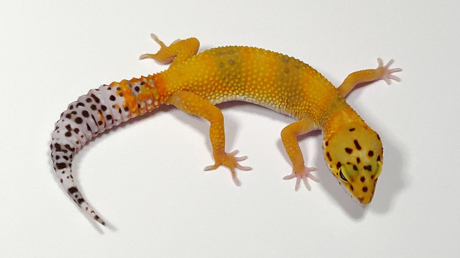 Tangerine Ph/Rainwater Leopard Gecko by Alexander Lizards & eXotic ...