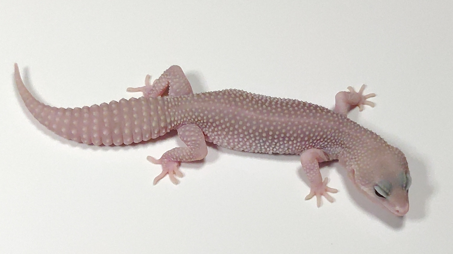 Super Snow Murphy Patternless Eclipse Ph/Rainwater Leopard Gecko by ...