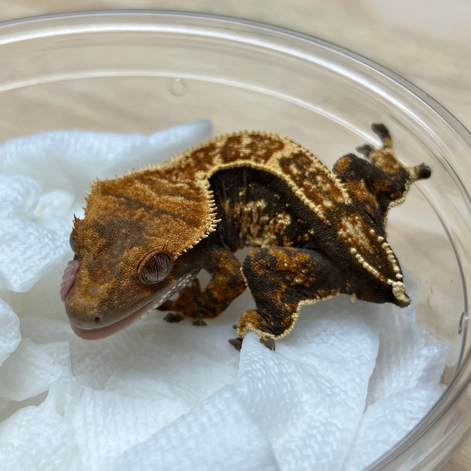 Vibrant Soft Scale Tri Crested Gecko by Geckin' Geckos - MorphMarket