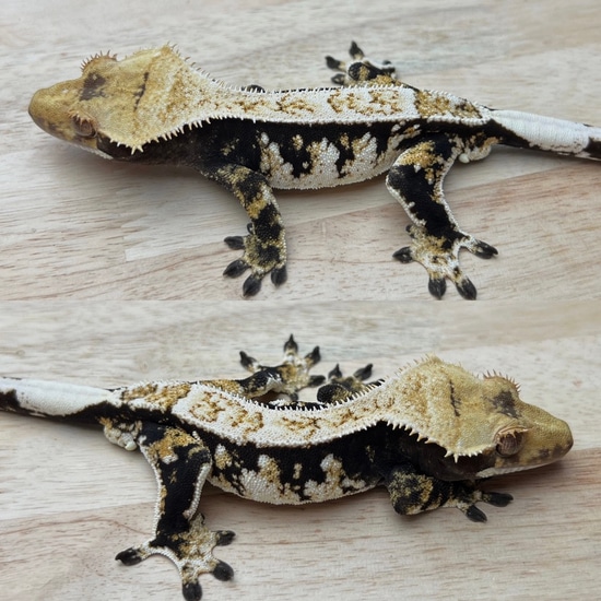 Imp - White Spot Tricolor Crested Gecko by Geckin' Geckos