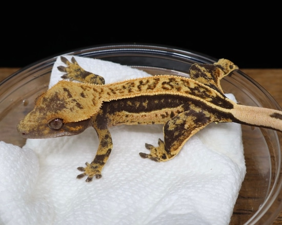 Yves X Doja - Tangerine Whitewall Crested Gecko by Shi’s Geckos