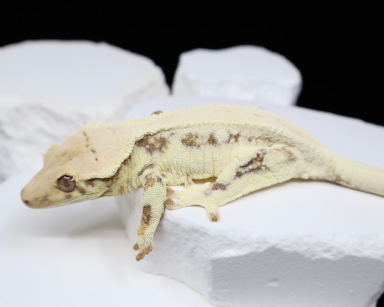 Yeren X Nephthys - Boba Lilly Female Crested Gecko by Shi’s Geckos