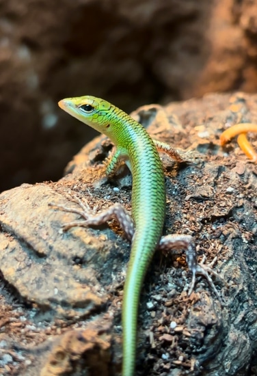 CBB Emerald Tree Skinks More Skink by Roseleaf Reptiles