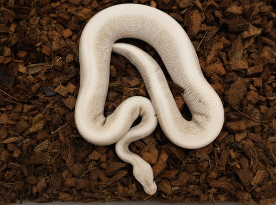 Pastel GHI Mystic Potion Het Pied Pos. Enchi Ball Python by Roseleaf ...