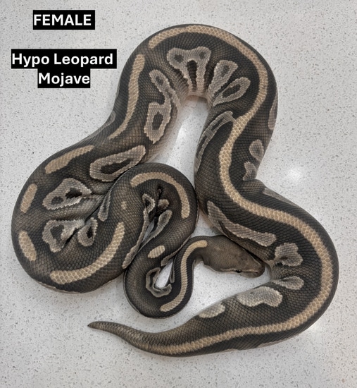 PROVEN Hypo Leopard Mojave Ball Python by Roseleaf Reptiles