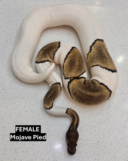 ADULT Mojave Pied Ball Python by Roseleaf Reptiles