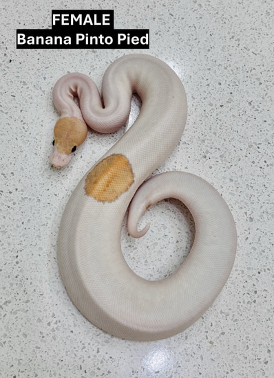 Pied Banana Pinto Ball Python by Roseleaf Reptiles