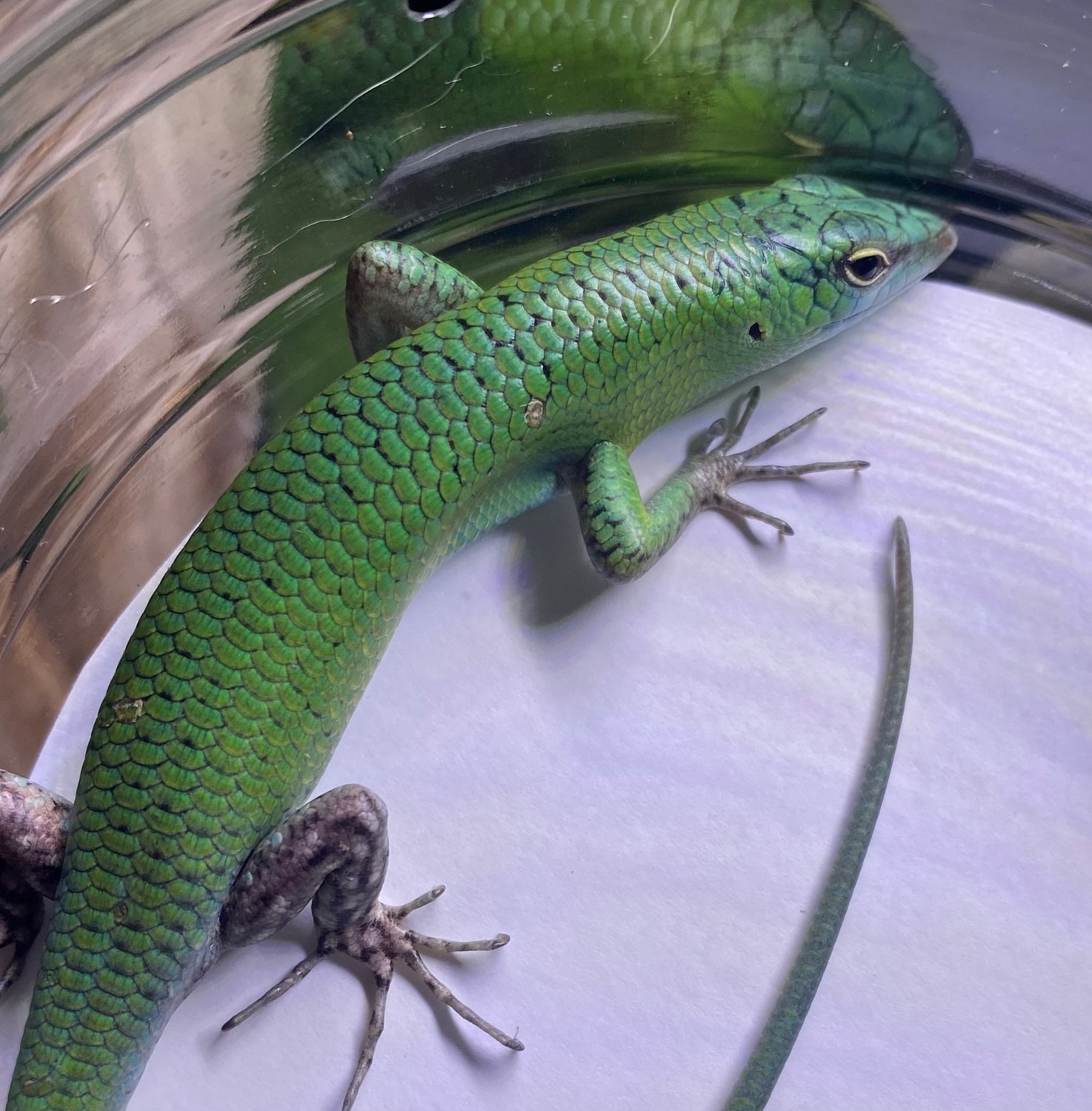 Cb Emerald Tree Skink Other Skink by Faye’s Friends - MorphMarket