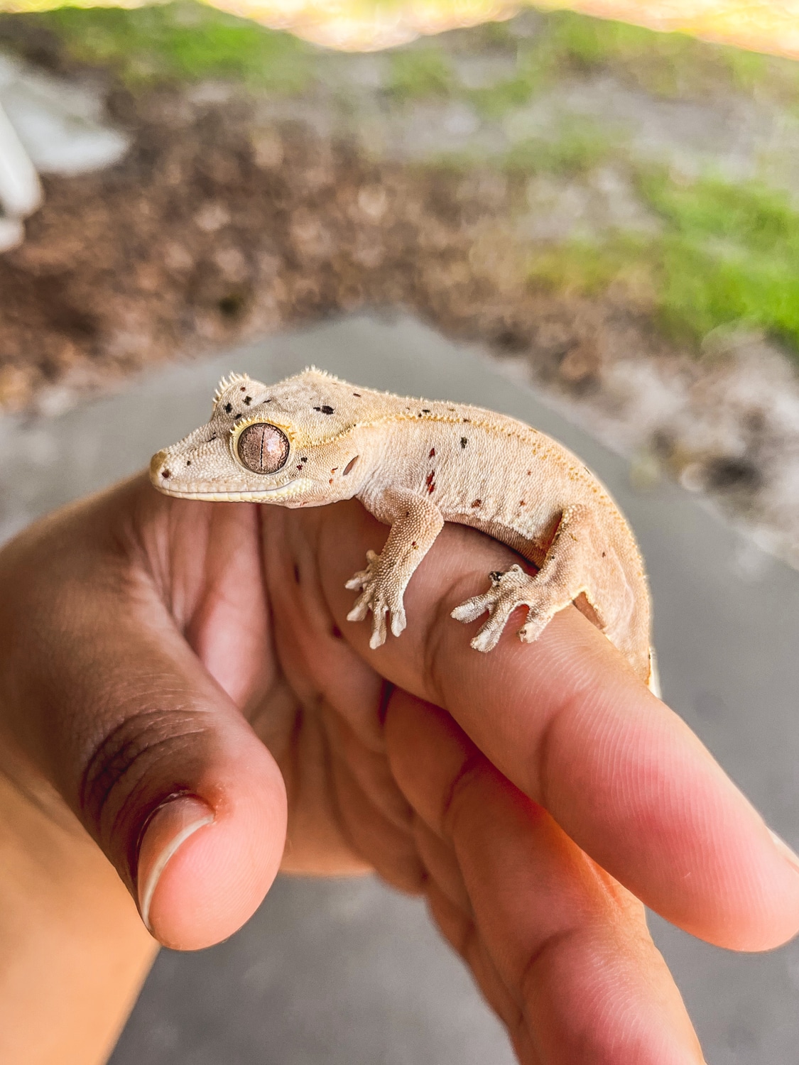 “Mickey” Pos. Pink Dalmatian Crested Gecko by The Art Of Arboreal’s ...