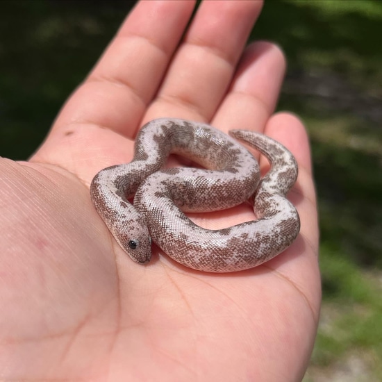 High White Granite Kenyan Sand Boa by The Art Of Arboreal’s & Pongo’s ...