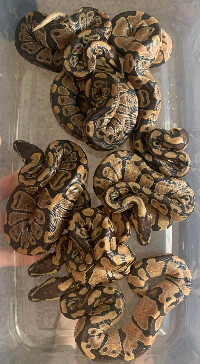 Enchi Ball Python by Rae Exotics - MorphMarket