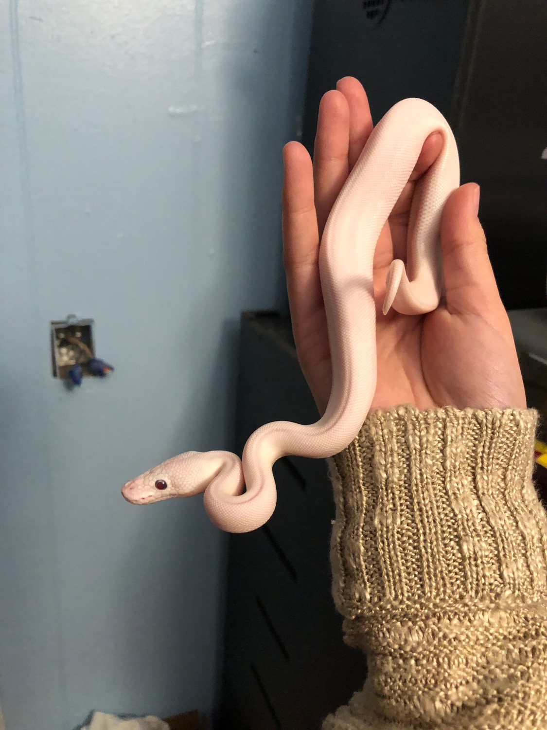 BEL Ball Python by Rae Exotics - MorphMarket