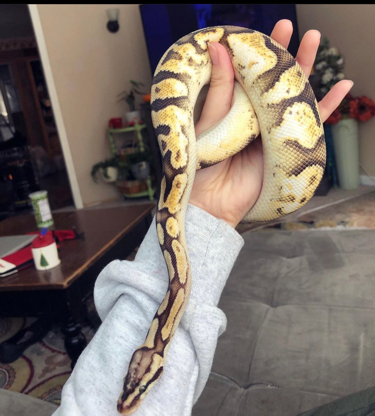 2020 Firefly Calico Yellowbelly Pos Spotnose Ball Python by Rae Exotics ...