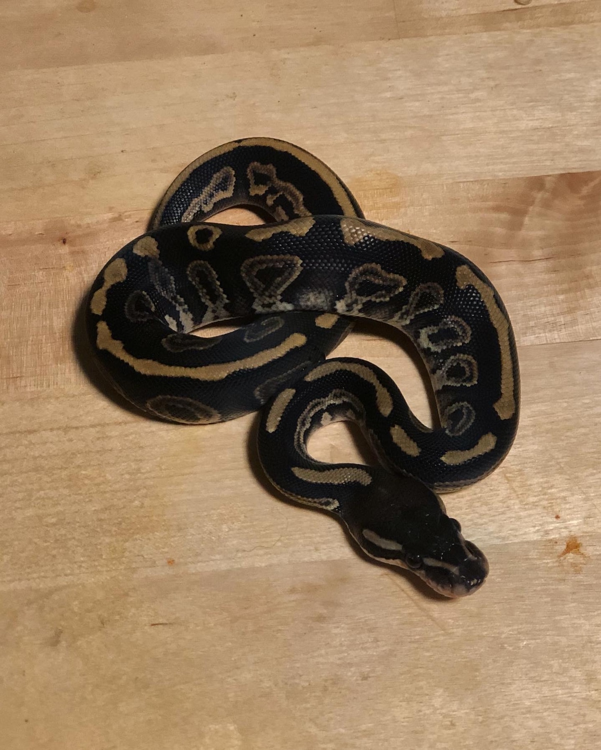 2022 Black Pastel Het Pied Ball Python by Rae Exotics - MorphMarket