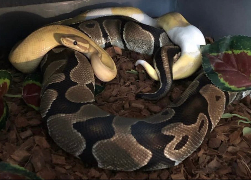 66% Het Pied With Markers Ball Python by Rae Exotics - MorphMarket