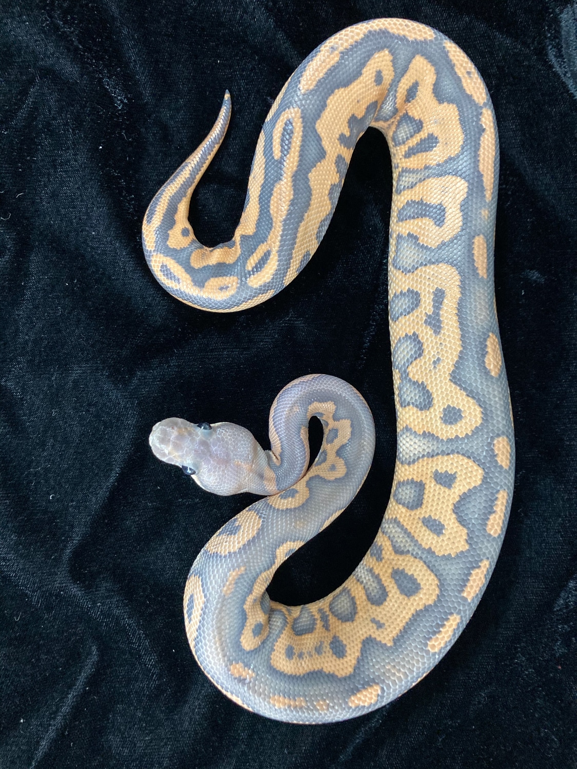 Black Pastel Ghost Leopard Clown Ball Python by ALZ Morphs - MorphMarket