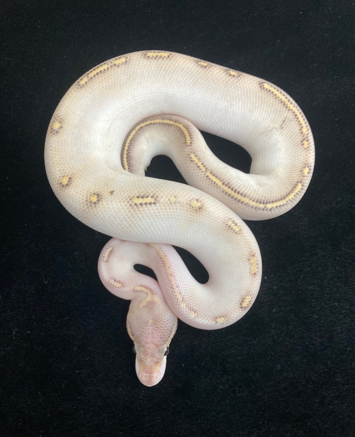 GHI Pastel Freeway Ball Python by ALZ Morphs - MorphMarket